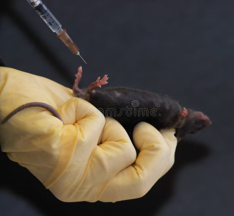 Laboratory Mouse Given Intraperitoneal Injection Stock Image - Image of ...