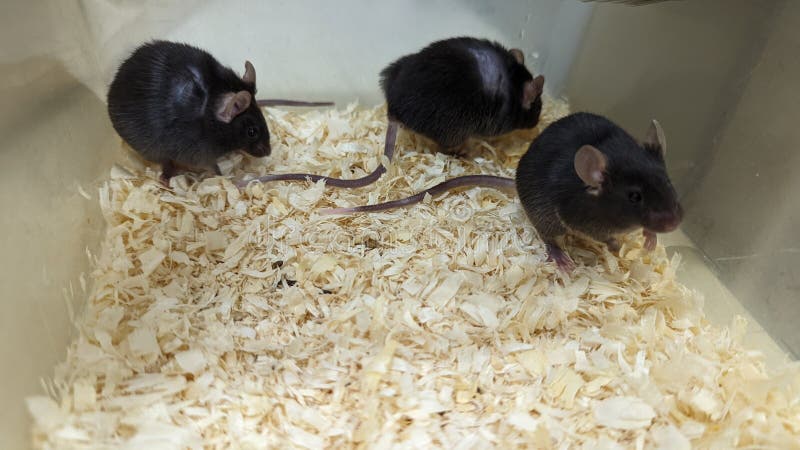 Laboratory Mouse Mice Rat Research Experiment Stock Image - Image of ...