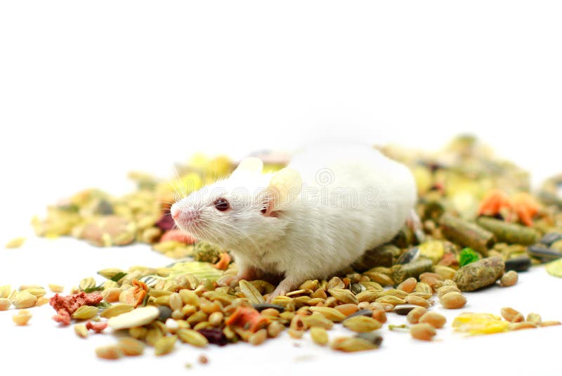 Laboratory mouse on white stock photo. Image of model - 97426064
