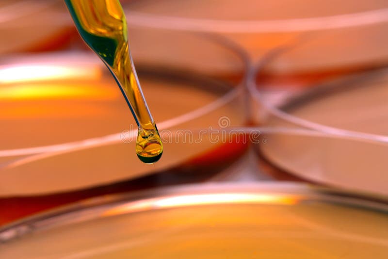 Laboratory Petri Dishes in Science Research Lab Stock Image - Image of ...