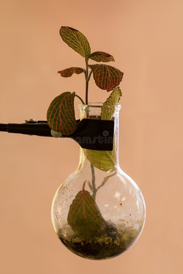 A Plant Growing in the Flask. Stock Photo - Image of environment, life ...