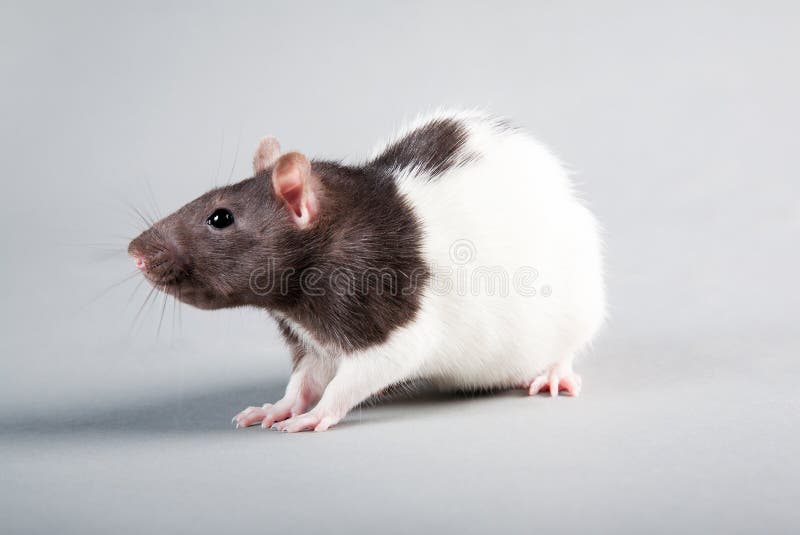 Two rats eating stock photo. Image of rodent, munching - 10102848