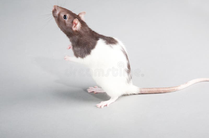 Baby rat stock image. Image of mammal, pets, healthcare - 25397259