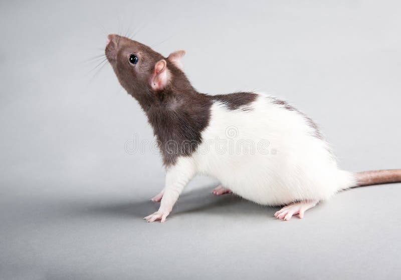 Laboratory rat stock image. Image of gray, genetic, animal - 21698153