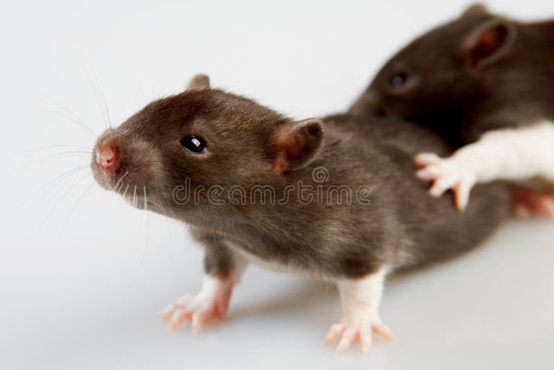 Laboratory rat stock photo. Image of mouse, mammal, gray - 25404334