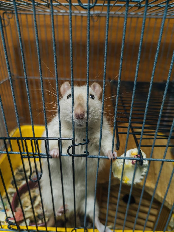 Laboratory rat in the cage stock image. Image of adorable - 311117607