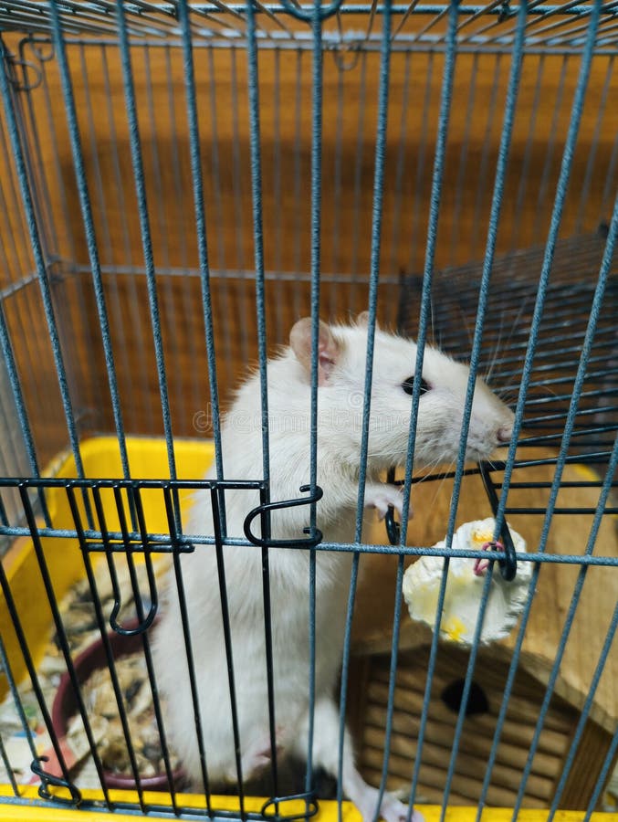 Laboratory rat in the cage stock photo. Image of tame - 311118108