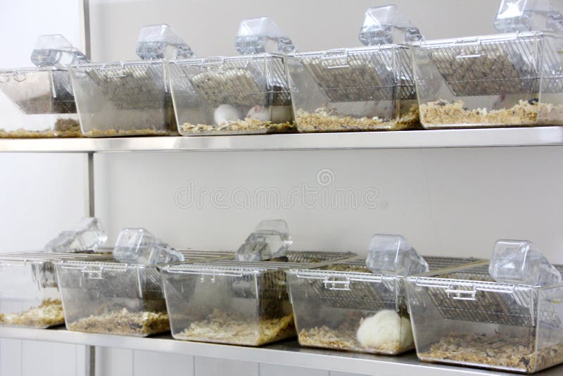 Laboratory rats cages stock photo. Image of body, albino - 70284112
