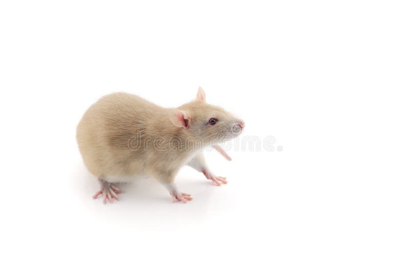 Laboratory Rat Isolated on White Stock Photo - Image of mouse, pest ...