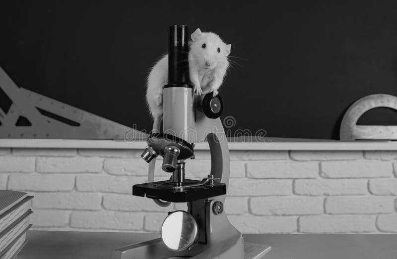 White Test Rat Sitting on Microscope. Laboratory Rat in a Lab Stock ...
