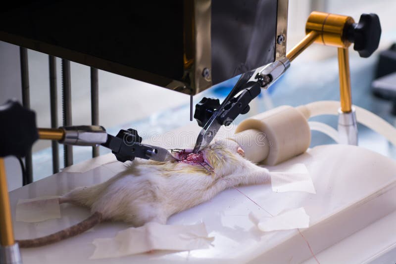 Laboratory Rat during Surgery Stock Photo - Image of genetic, discovery ...