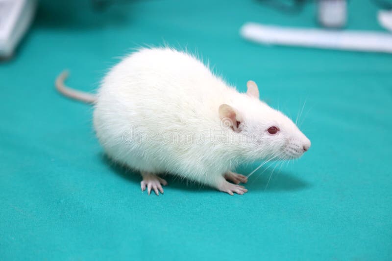 1,292 Albino Rat Stock Photos - Free & Royalty-Free Stock Photos from ...