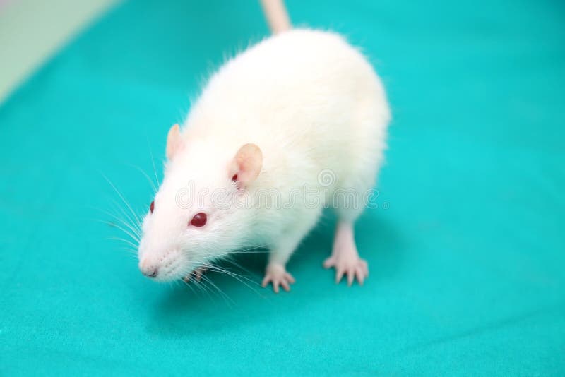 Laboratory rat stock photo. Image of albino, gene, cute - 55773860
