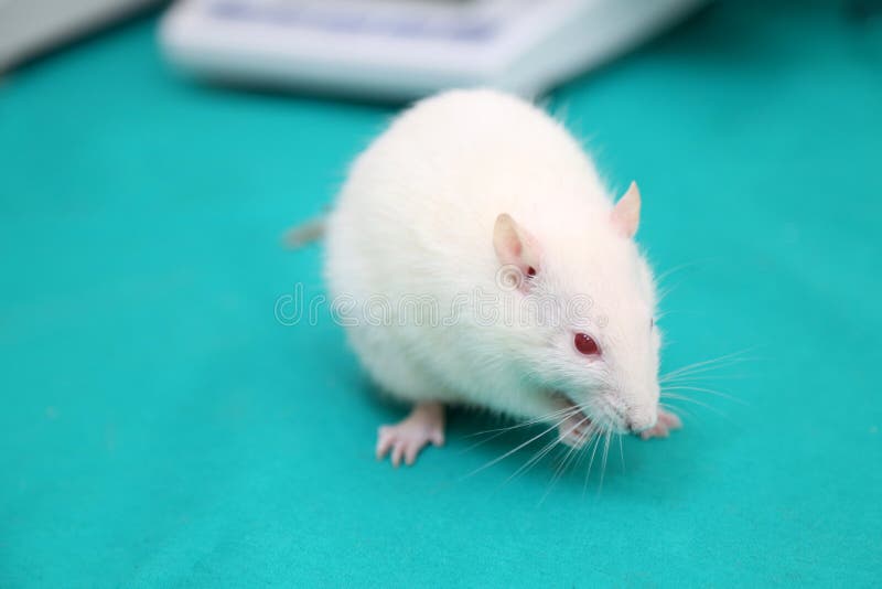 Laboratory rat stock image. Image of analyst, climbing - 55773925