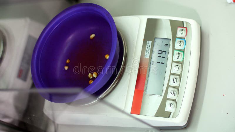 Laboratory Research of Corn Seeds. Samples of Different Species ...