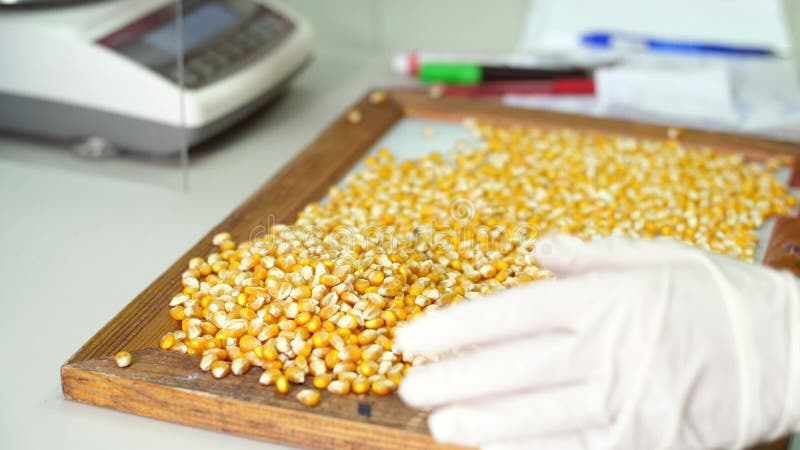 Laboratory Research of Corn Seeds. Samples of Different Species ...