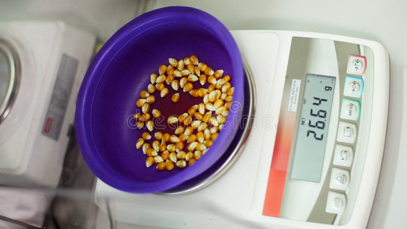 Laboratory Research of Corn Seeds. Samples of Different Species ...