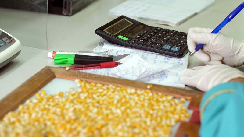 Laboratory Research of Corn Seeds. Samples of Different Species ...