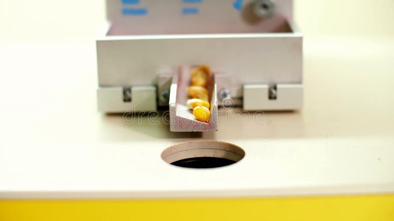 Laboratory Research of Corn Seeds. Samples of Different Species ...