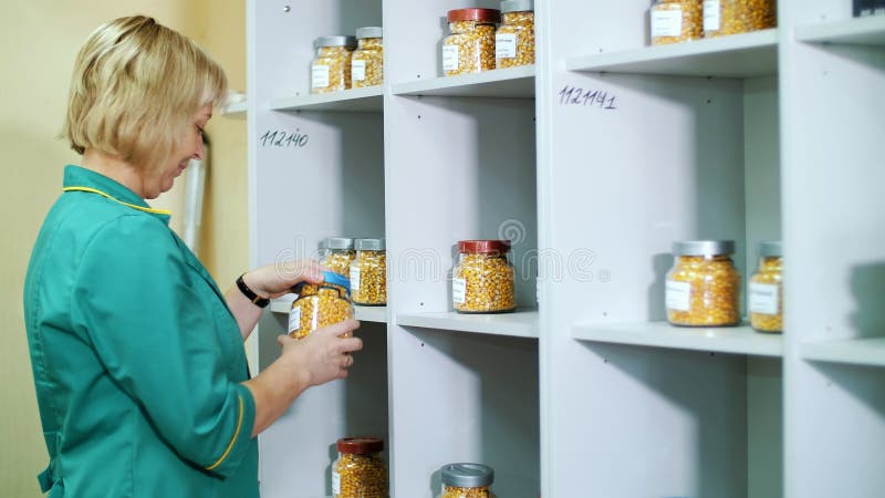Laboratory Research of Corn Seeds. Samples of Different Species ...
