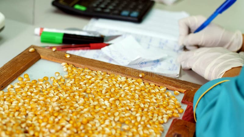 Laboratory Research of Corn Seeds. Samples of Different Species ...