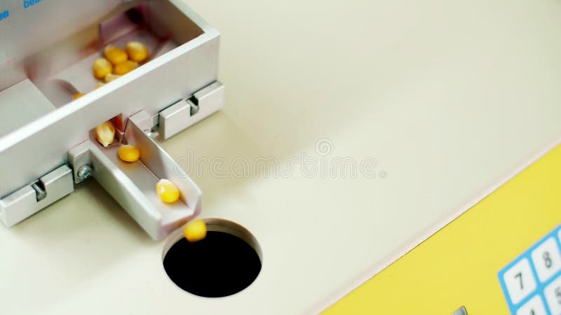 Laboratory Research of Corn Seeds. Samples of Different Species ...