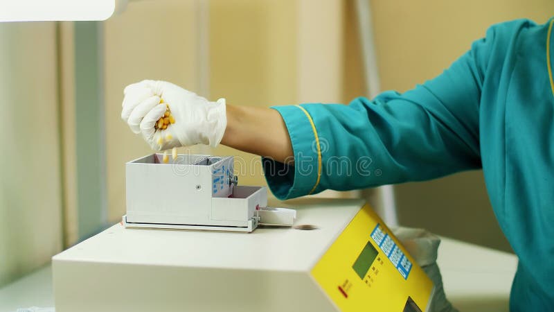Laboratory Research of Corn Seeds. Samples of Different Species ...