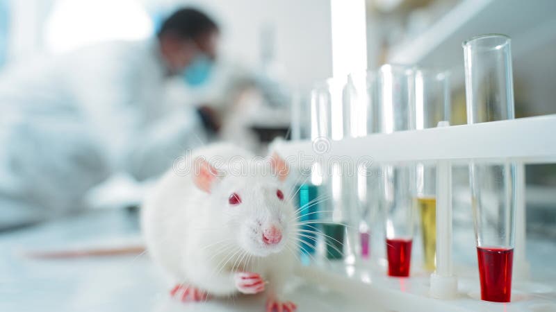 Laboratory Research by Scientists, Experiments on Animals Rats Stock ...