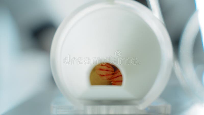 Laboratory Research by Scientists, Experiments on Animals Rats Stock ...