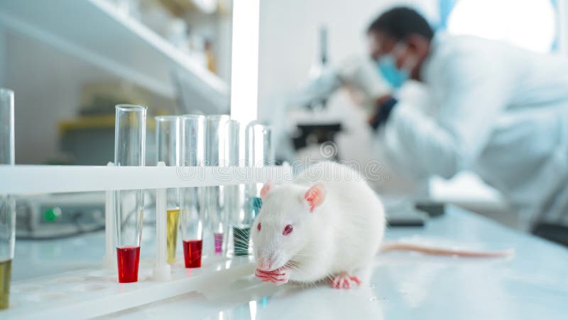 Laboratory Research by Scientists, Experiments on Animals Rats Stock ...