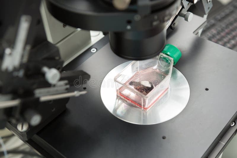 Laboratory Sample Under Microscope Stock Image - Image of culture ...