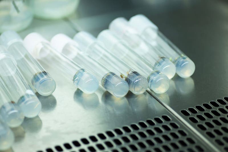Laboratory Scene with Multiple Vials Containing Samples for ...