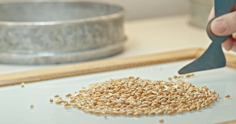 Laboratory Selection and Analysis of Wheat Grains Stock Footage - Video ...