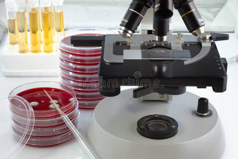 Laboratory Table with a Microscope, Plates and Tubes for Analysis Stock ...