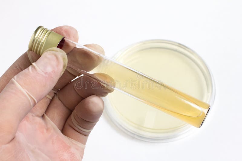 Laboratory Technician with a Culture Medium in Tube and a Plate Stock ...