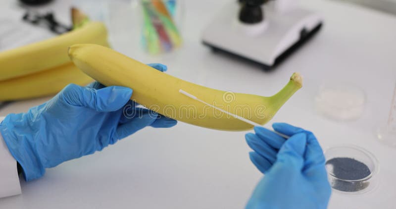 Laboratory Technician Tests Banana for Quality Control in a Laboratory ...