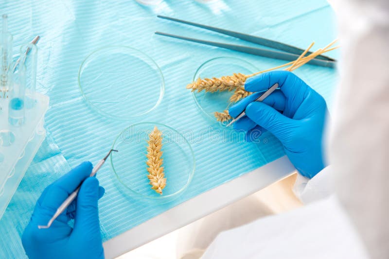 Laboratory Testing of Wheat Ears. Selective Focus Stock Photo - Image ...