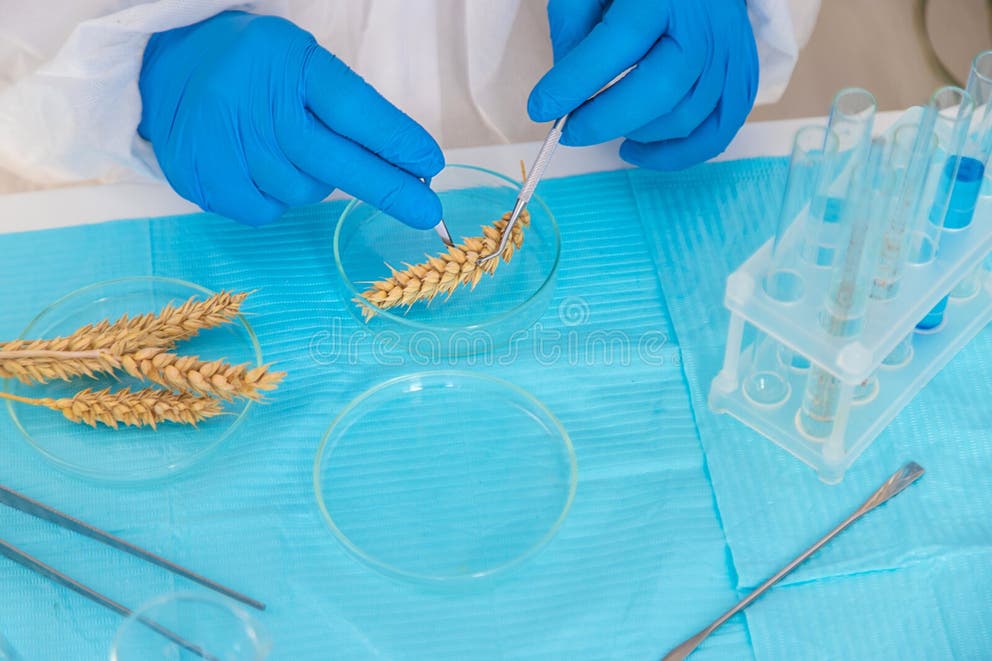 Laboratory Testing of Wheat Ears. Selective Focus Stock Image - Image ...