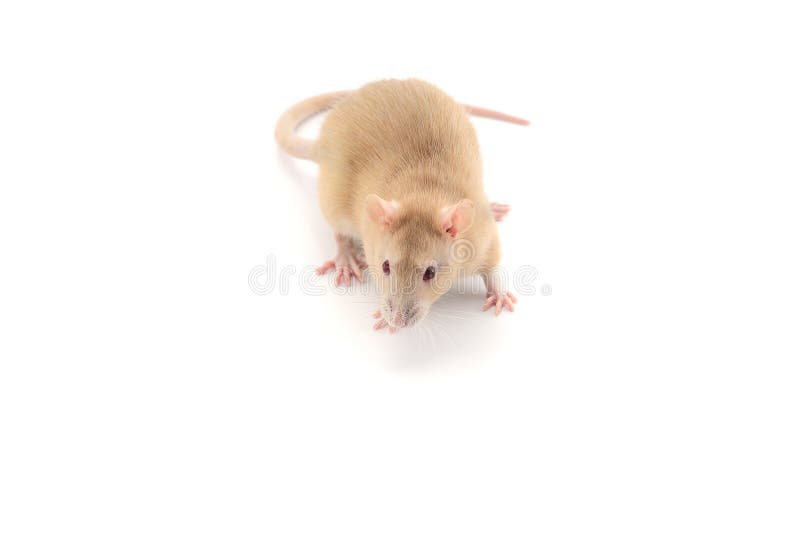 Laboratory White Mouse Isolated on White Stock Photo - Image of rodent ...