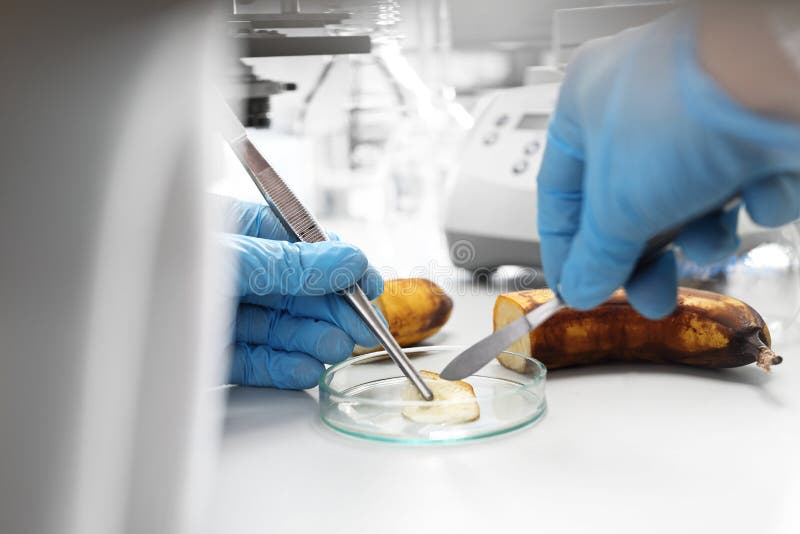 Food Testing in the Laboratory. Stock Photo - Image of chemistry ...