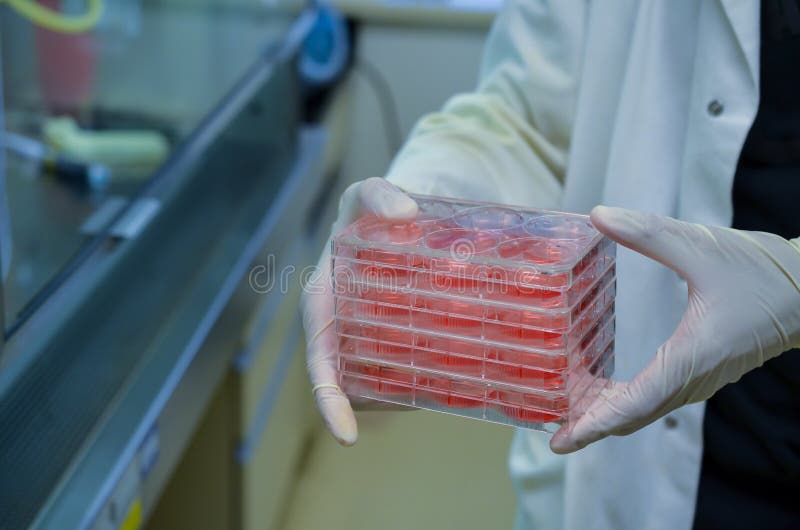 Laboratory Worker Carrying Serum Samples Stock Photo - Image of ...