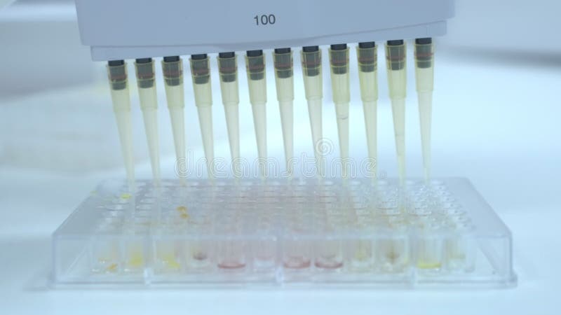 Laboratory Worker Does Urine Test Using Multichannel Pipette Stock ...