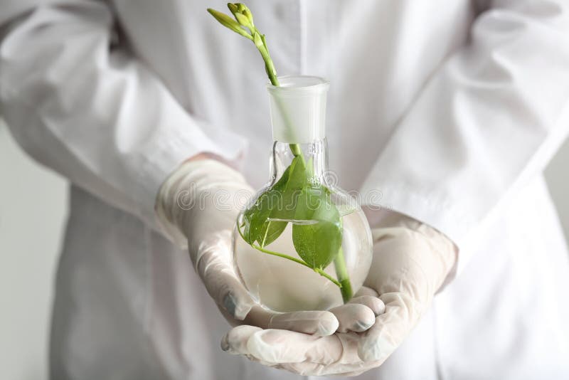 Laboratory Worker Holding Flask with Plant, Closeup Stock Photo - Image ...