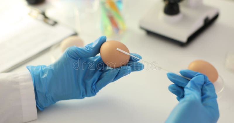 Laboratory Worker Makes Smear on Egg Using Applicator Stock Video ...