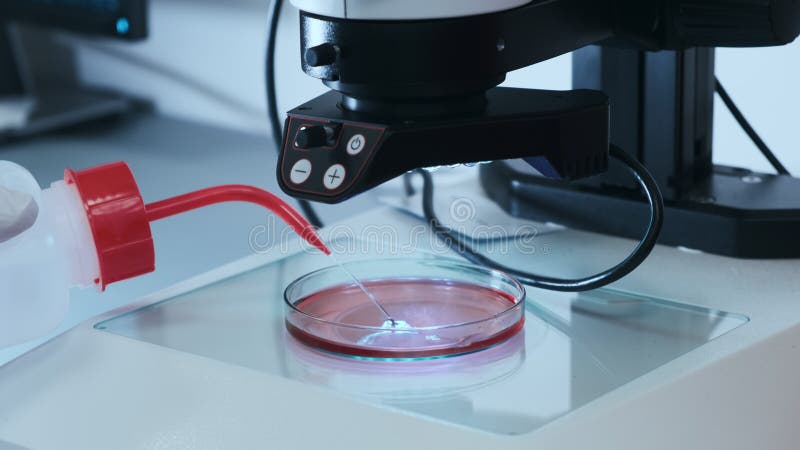 Laboratory Worker Sprinkles Liquid Sample into Petri Dish Stock Video ... Laboratory Worker Sprinkles Liquid Sample into Petri Dish Stock Video ...