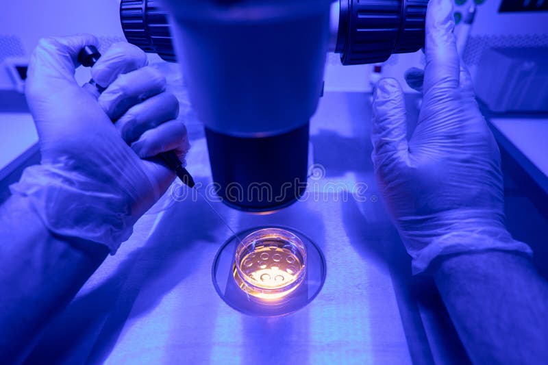 Laboratory Worker Studying Cells from Embryo Under Microscope Stock ...