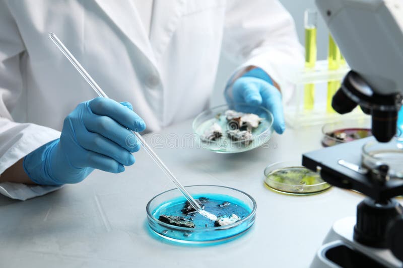 Laboratory Worker Taking Sample with Pipette from Petri Dish at Light ...