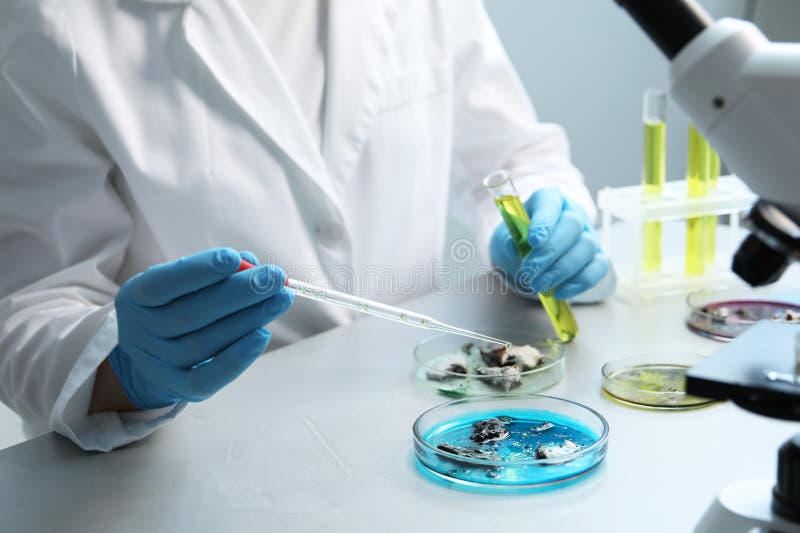 Laboratory Worker Taking Sample Pipette Petri Dish Light Table Closeup ...