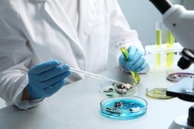 Laboratory Worker Taking Sample with Pipette from Petri Dish at Light ...