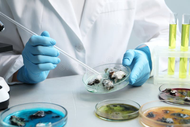 Laboratory Worker Taking Sample with Pipette from Petri Dish at Light ...